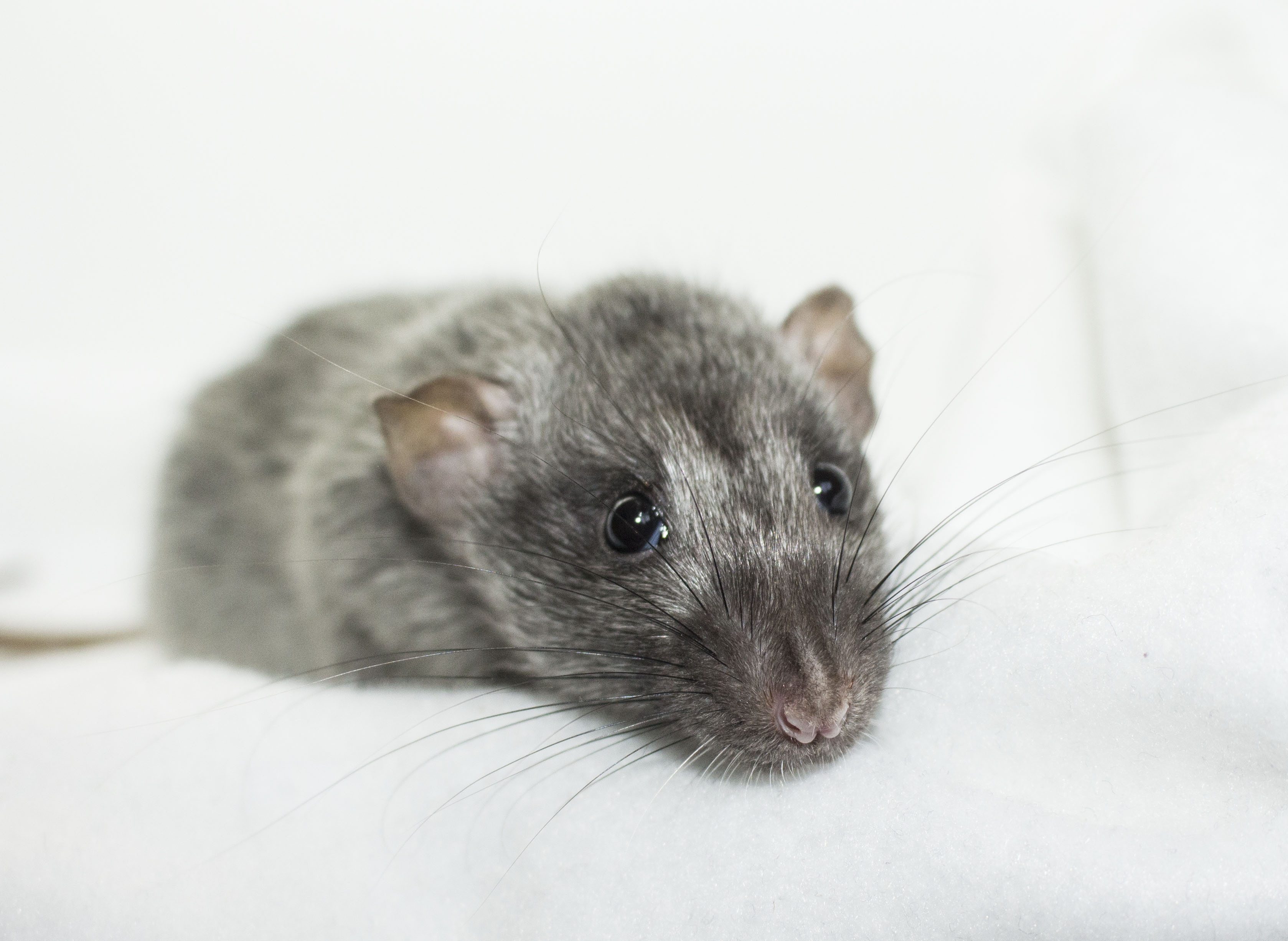 Arizona | Rat Breeder | Raining Rats Rattey