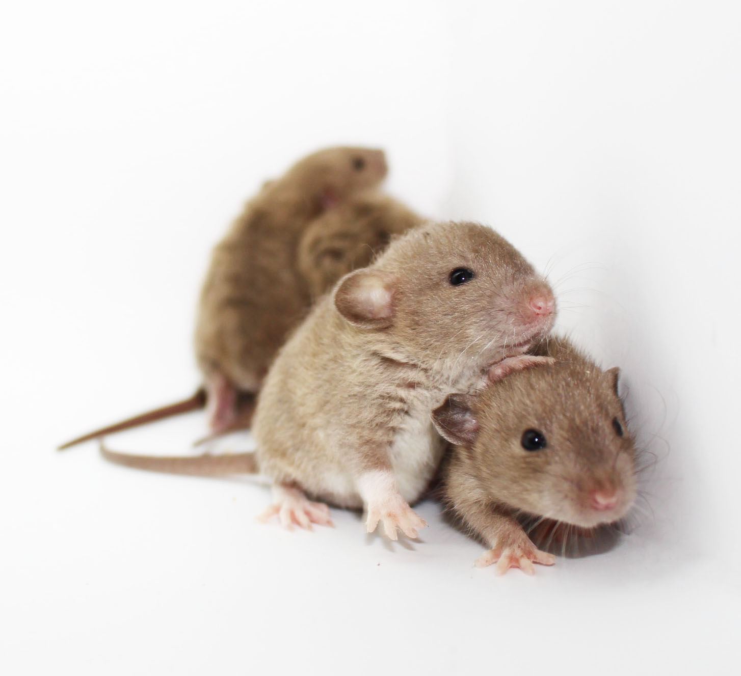 Arizona | Rat Breeder | Raining Rats Rattey