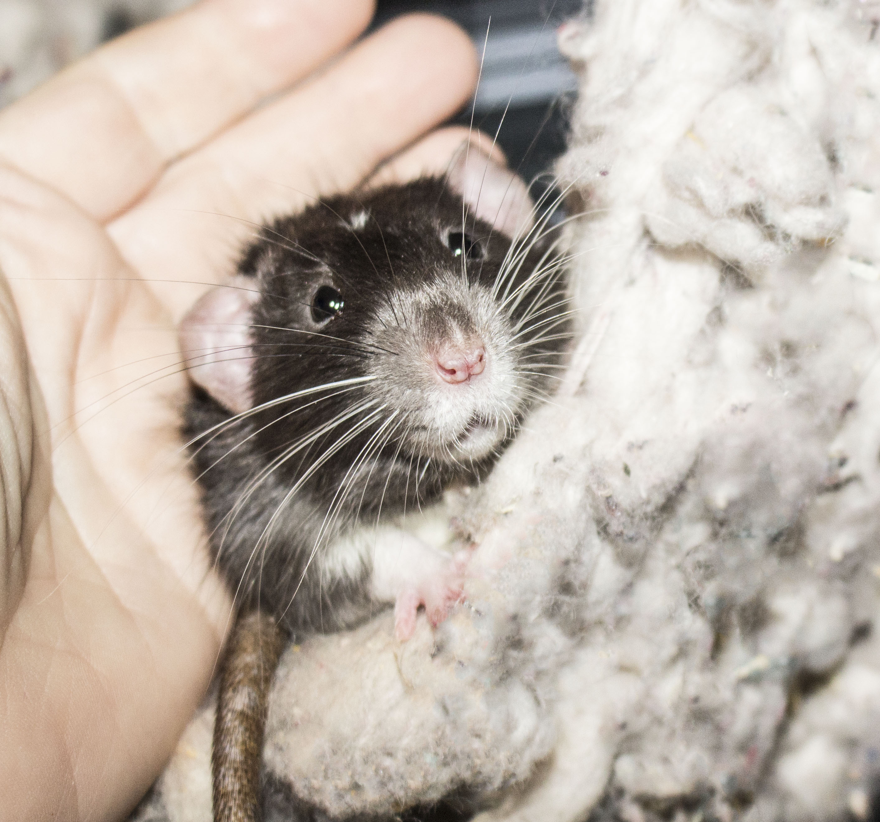 Arizona | Rat Breeder | Raining Rats Rattey