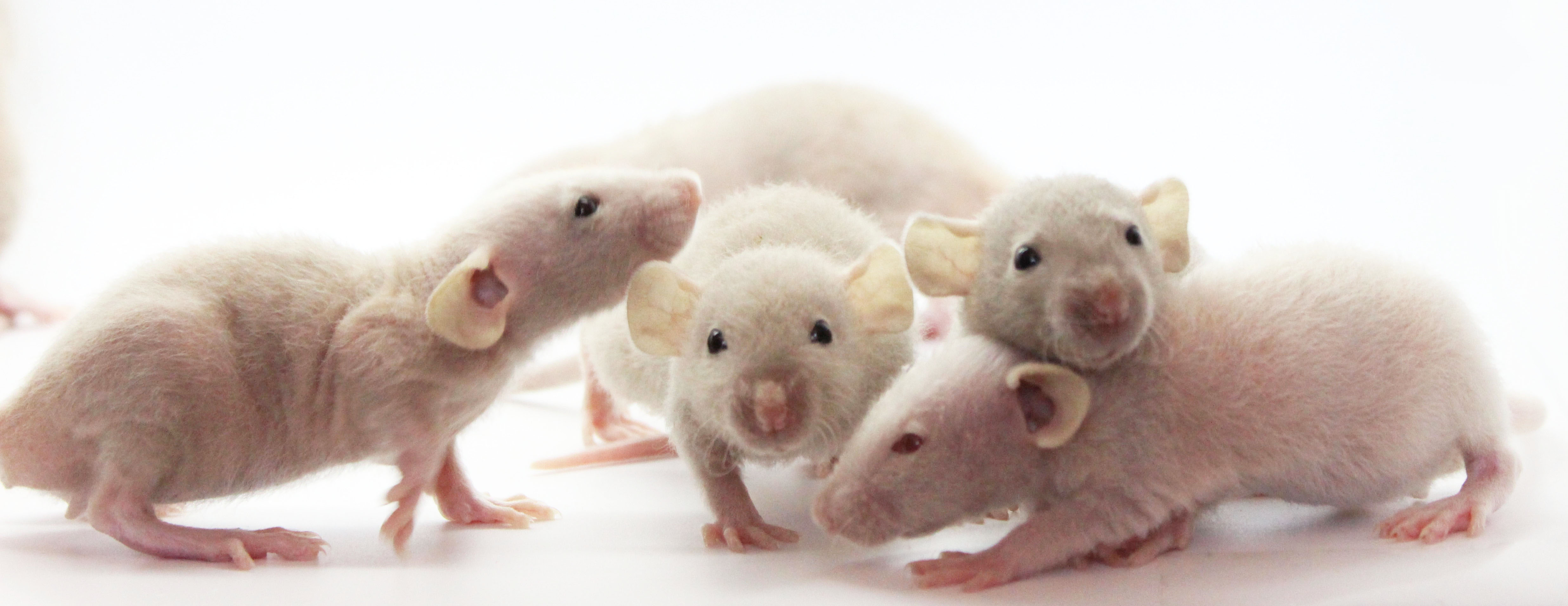 Arizona | Rat Breeder | Raining Rats Rattey
