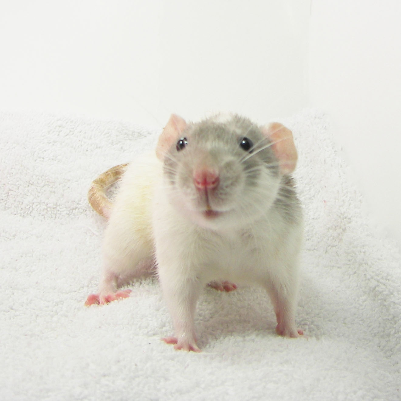 Arizona | Rat Breeder | Raining Rats Rattey