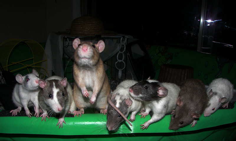 Arizona | Rat Breeder | Raining Rats Rattey