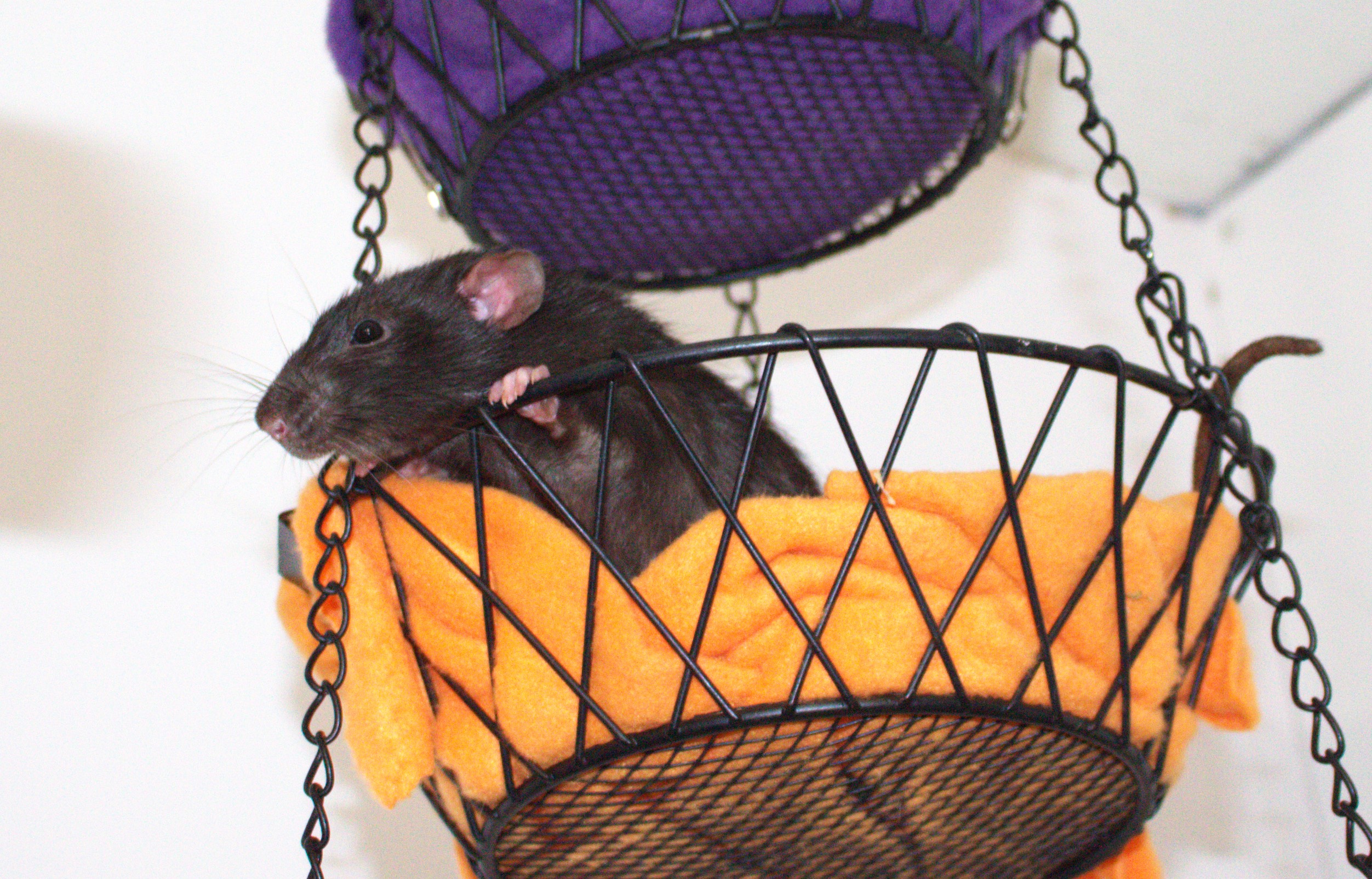 Arizona | Rat Breeder | Raining Rats Rattey