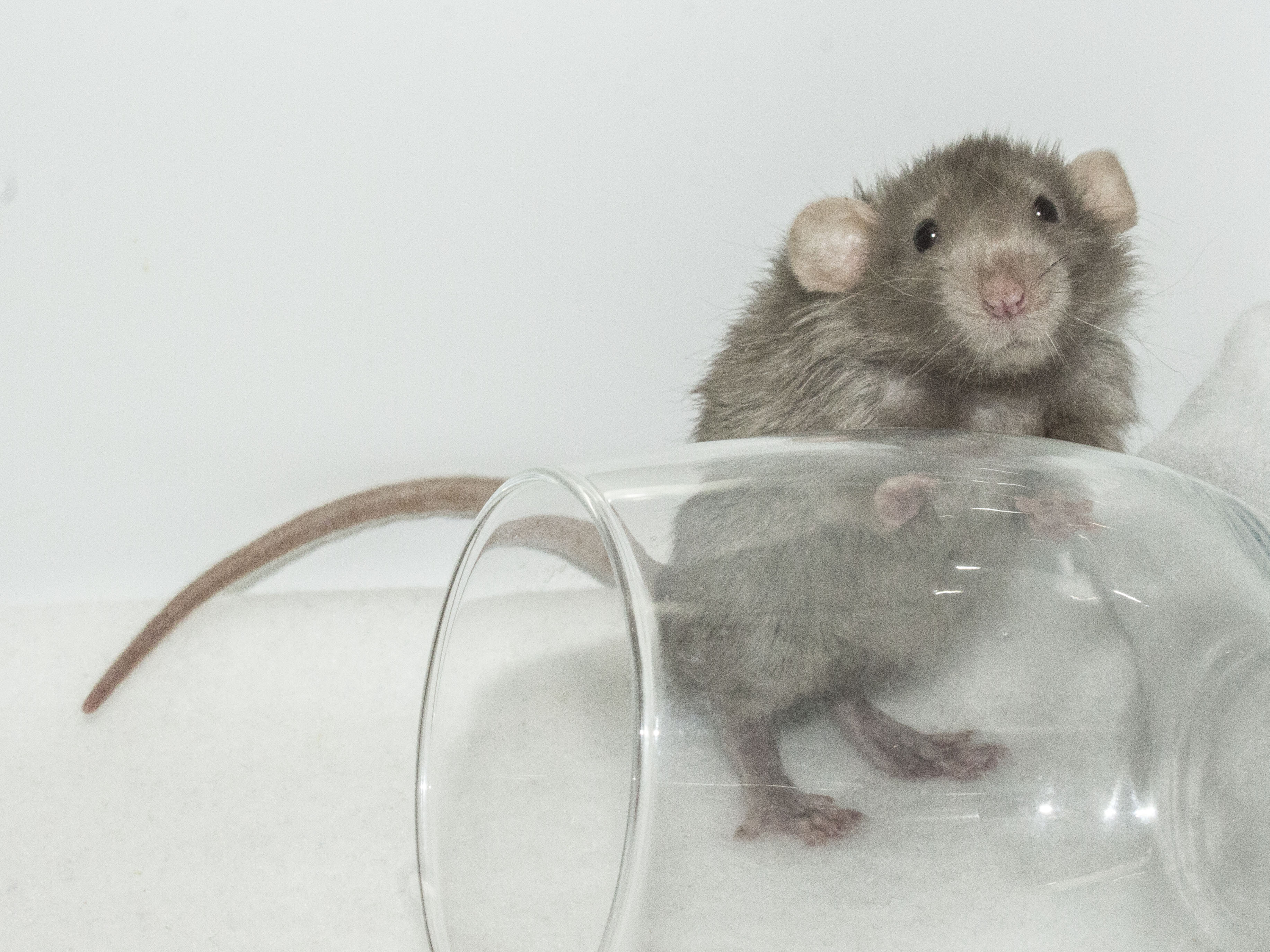 Arizona | Rat Breeder | Raining Rats Rattey