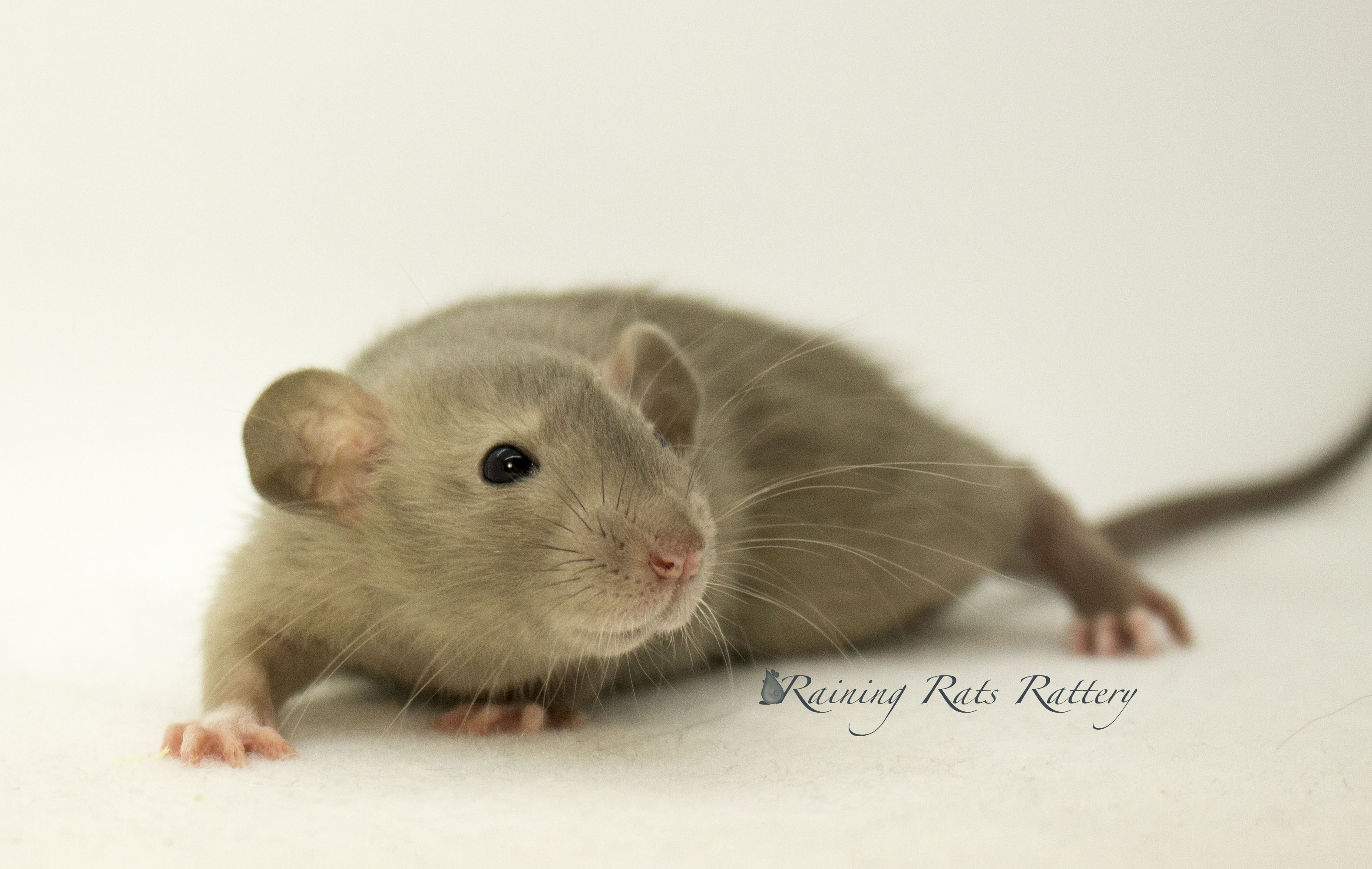 Arizona | Rat Breeder | Raining Rats Rattey