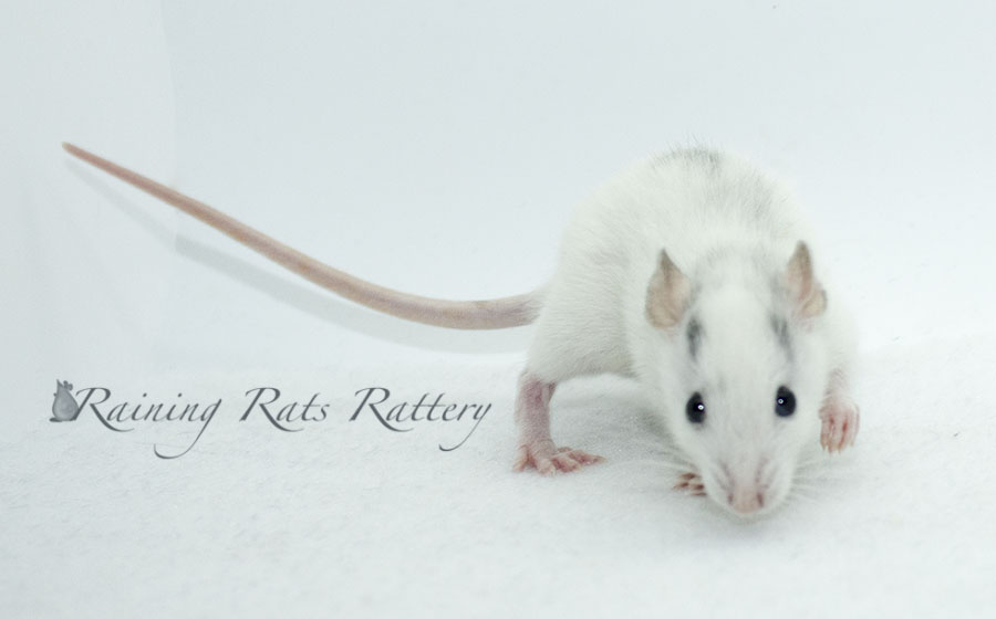 Arizona | Rat Breeder | Raining Rats Rattey