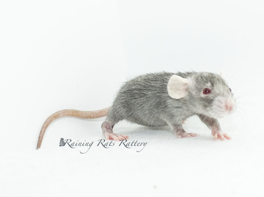 Arizona | Rat Breeder | Raining Rats Rattey