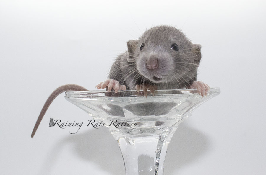 Arizona | Rat Breeder | Raining Rats Rattey