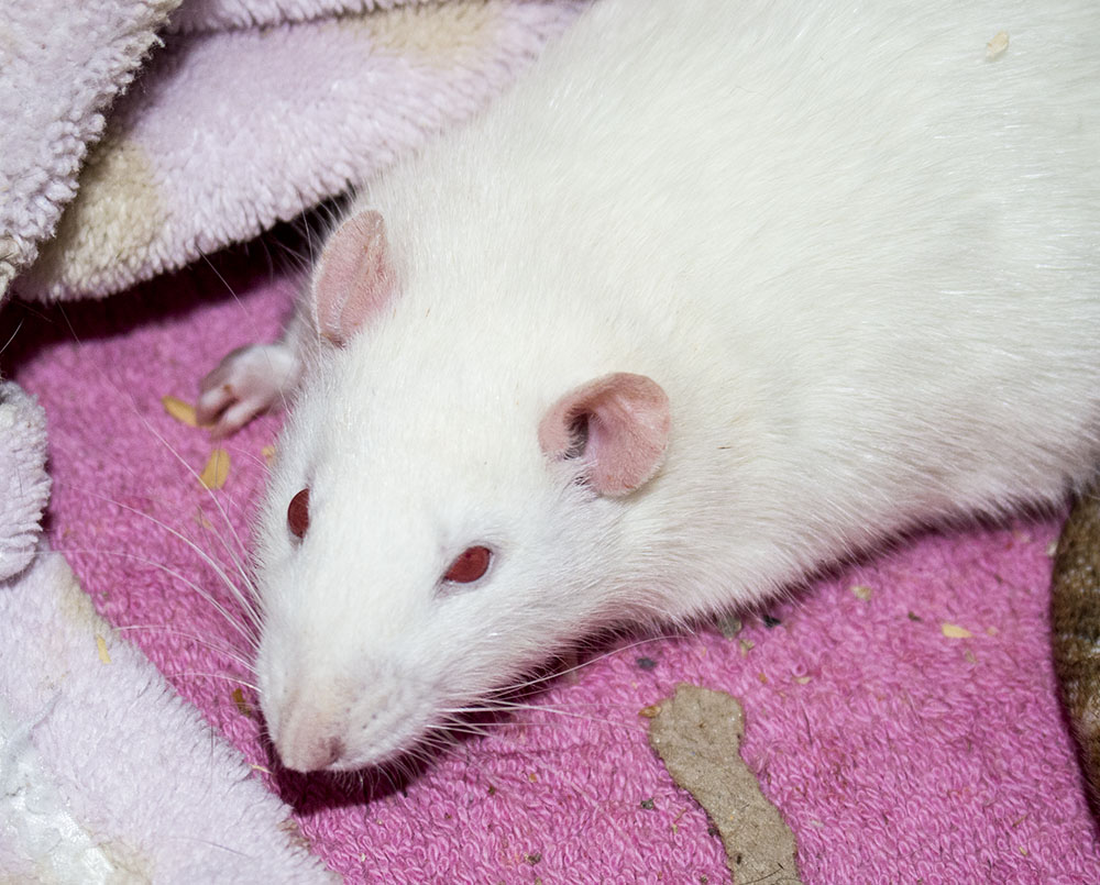 Arizona | Rat Breeder | Raining Rats Rattey