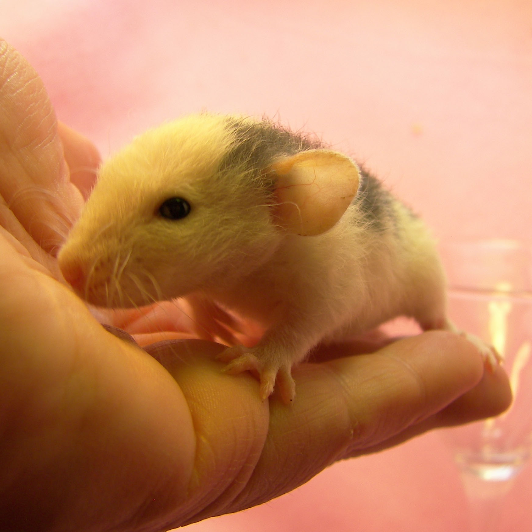 Arizona | Rat Breeder | Raining Rats Rattey