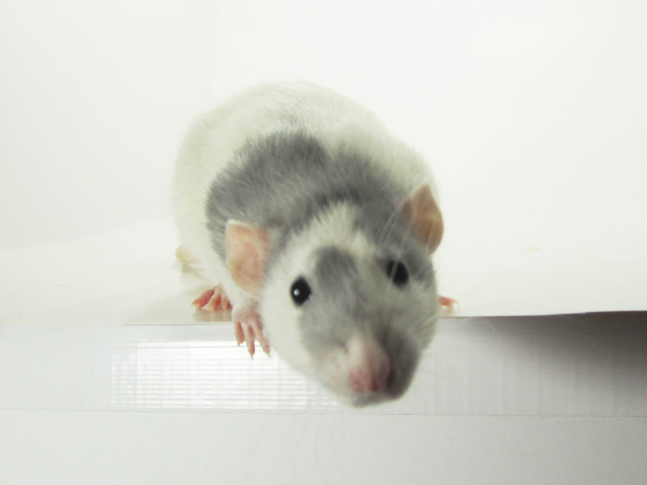 Arizona | Rat Breeder | Raining Rats Rattey