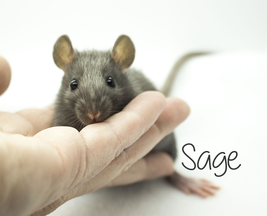 Arizona | Rat Breeder | Raining Rats Rattey