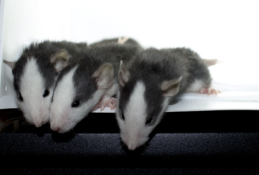 Arizona | Rat Breeder | Raining Rats Rattey