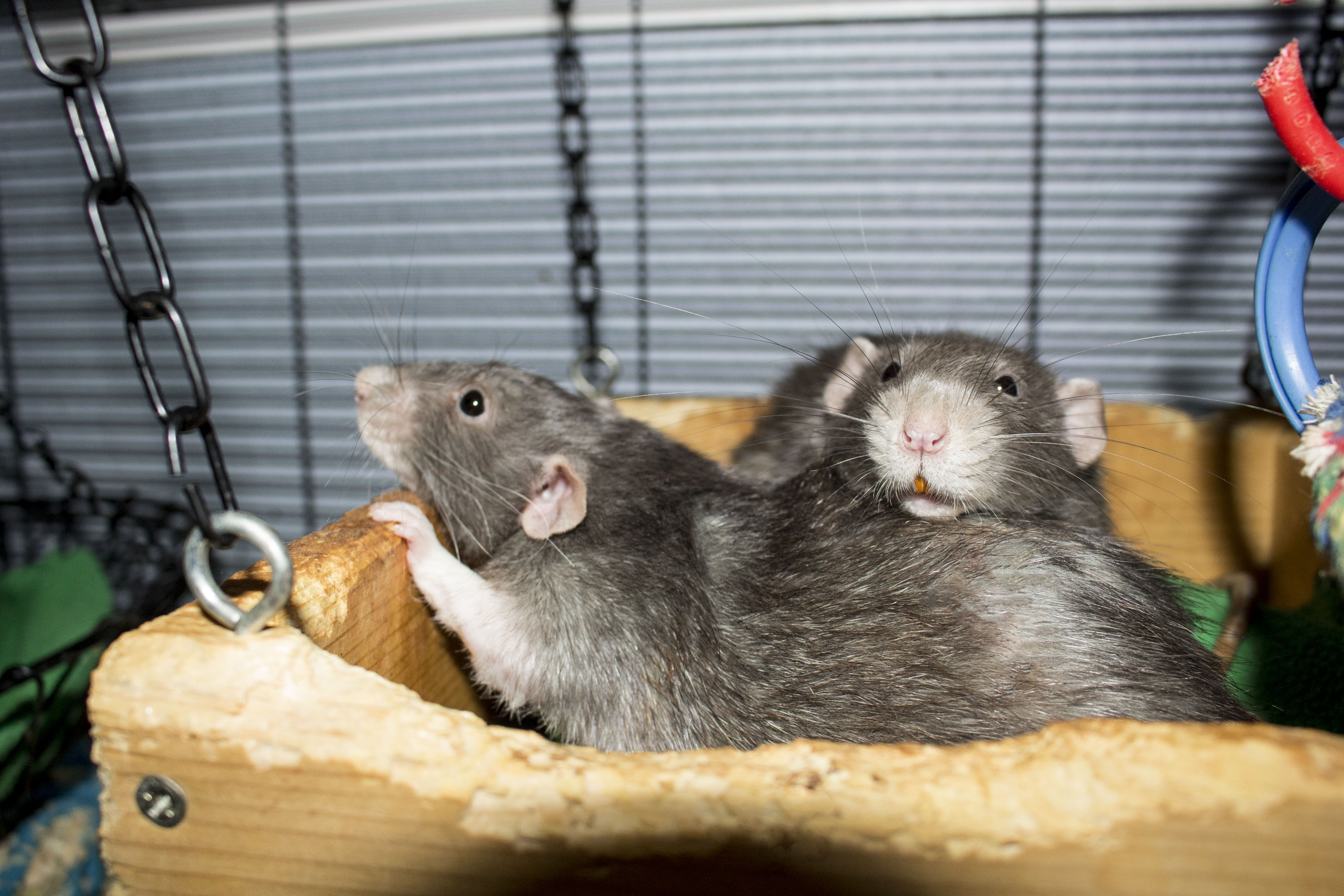 Arizona | Rat Breeder | Raining Rats Rattey
