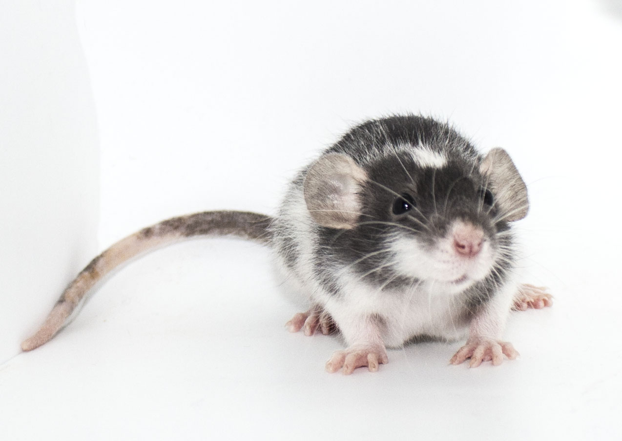 Arizona | Rat Breeder | Raining Rats Rattey