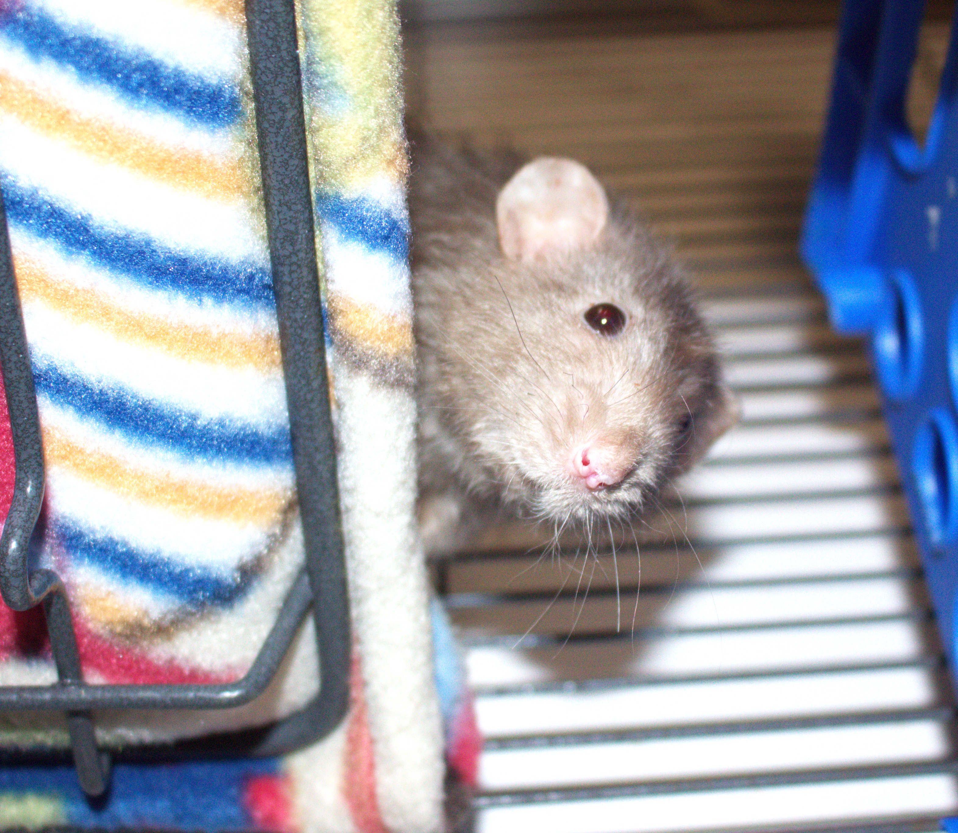 Arizona | Rat Breeder | Raining Rats Rattey