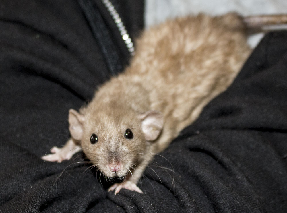 Arizona | Rat Breeder | Raining Rats Rattey