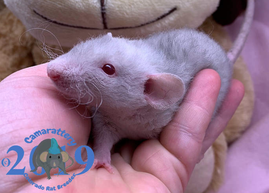 Arizona | Rat Breeder | Raining Rats Rattey
