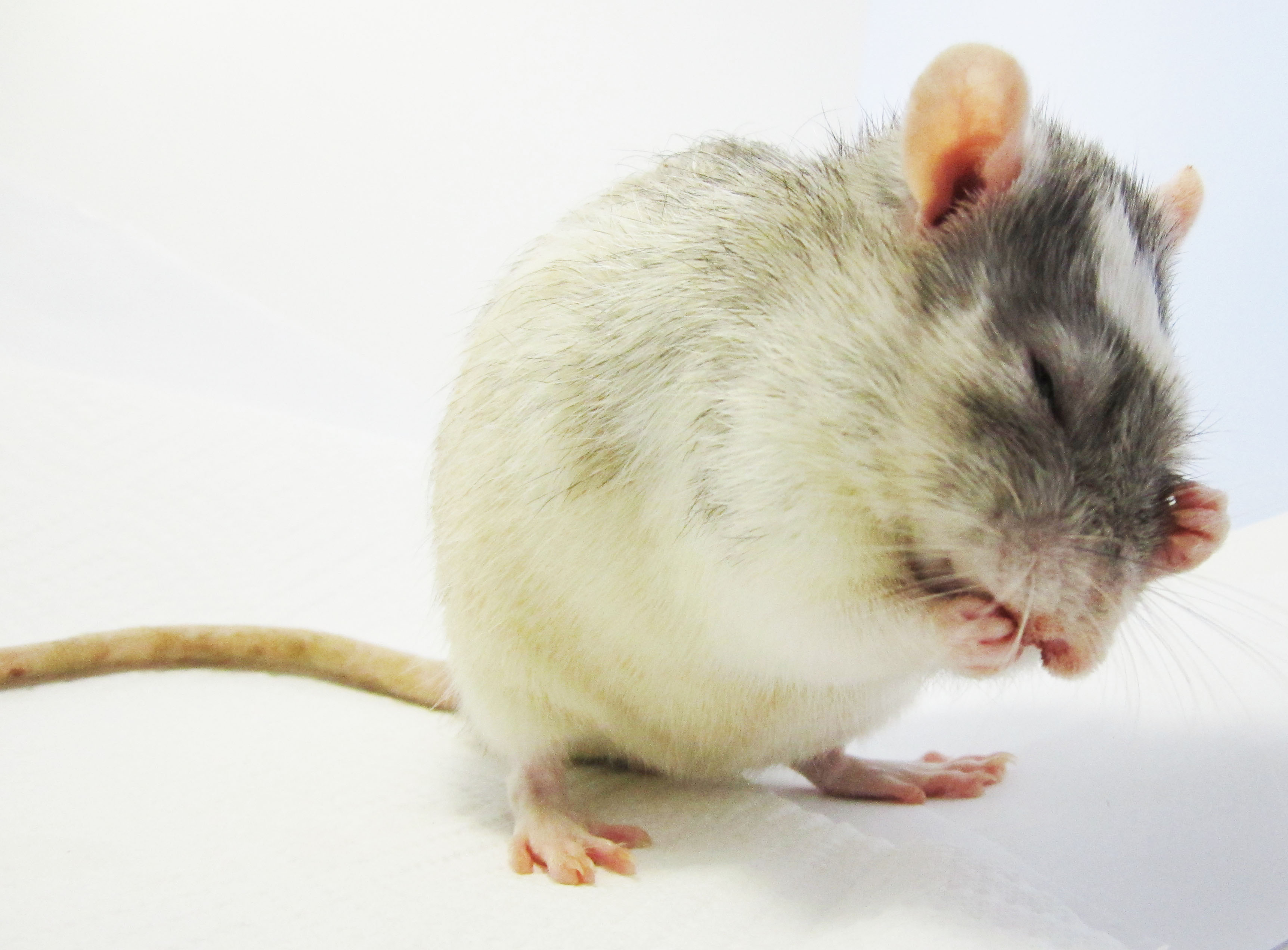 Arizona | Rat Breeder | Raining Rats Rattey