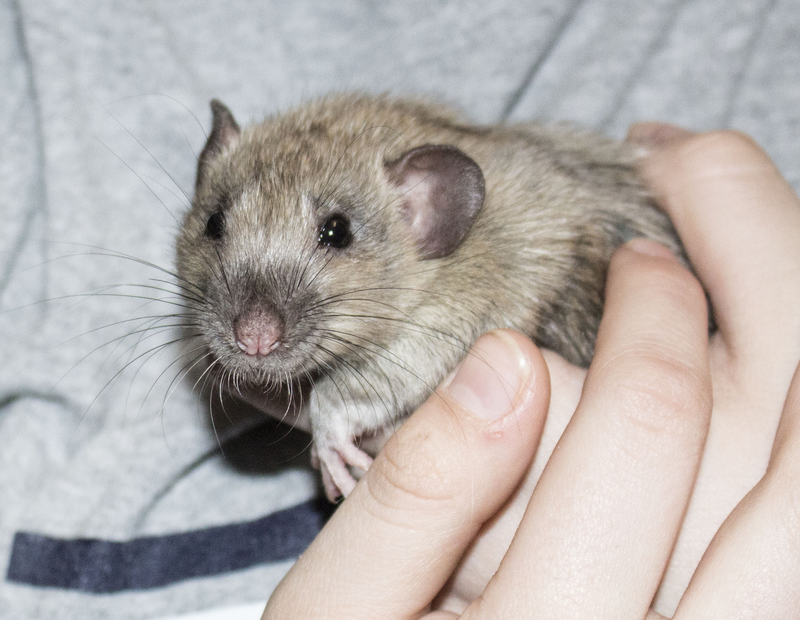 Arizona | Rat Breeder | Raining Rats Rattey