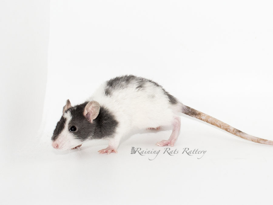 Arizona | Rat Breeder | Raining Rats Rattey