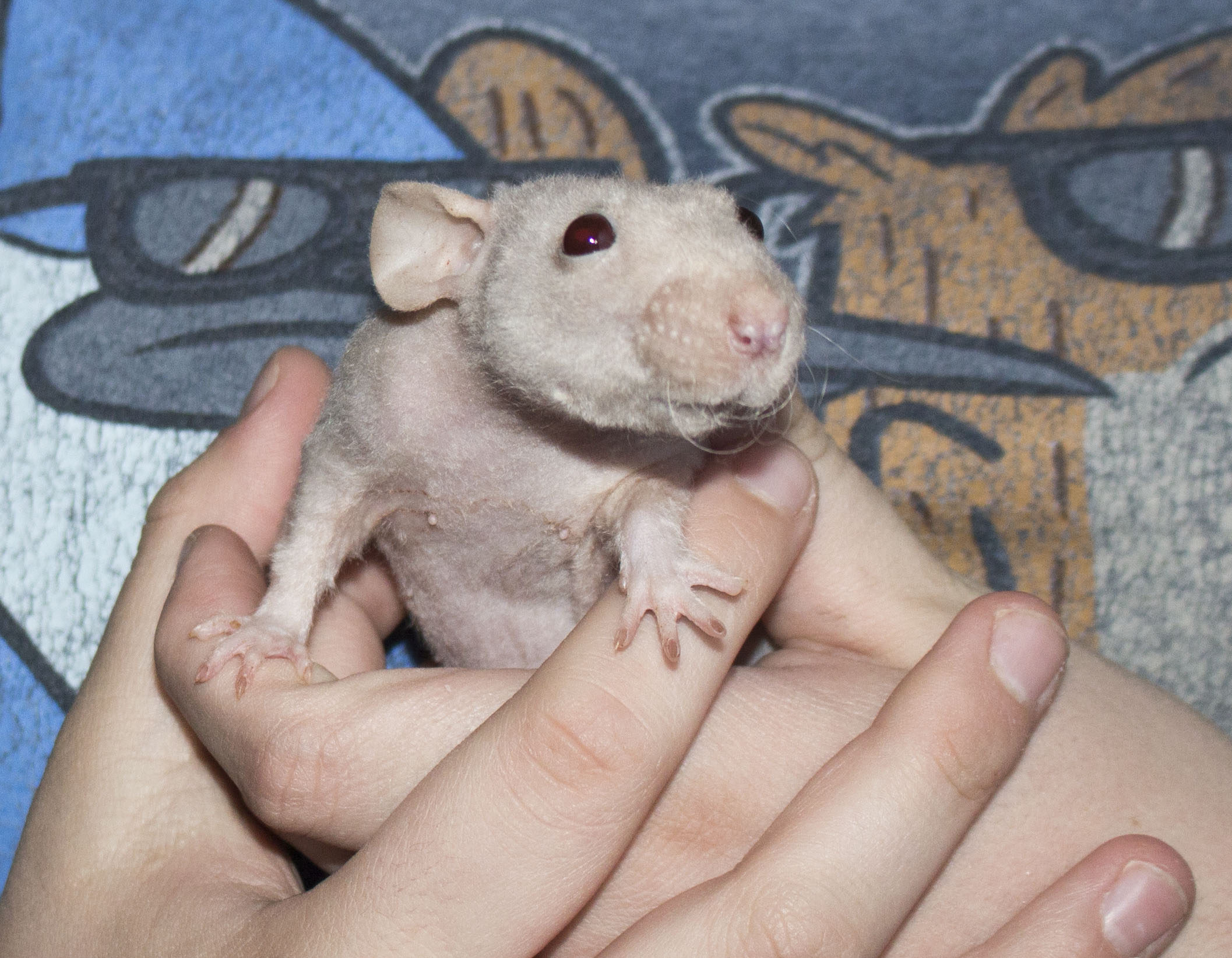 Arizona | Rat Breeder | Raining Rats Rattey
