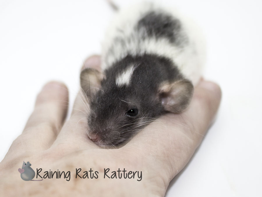 Arizona | Rat Breeder | Raining Rats Rattey
