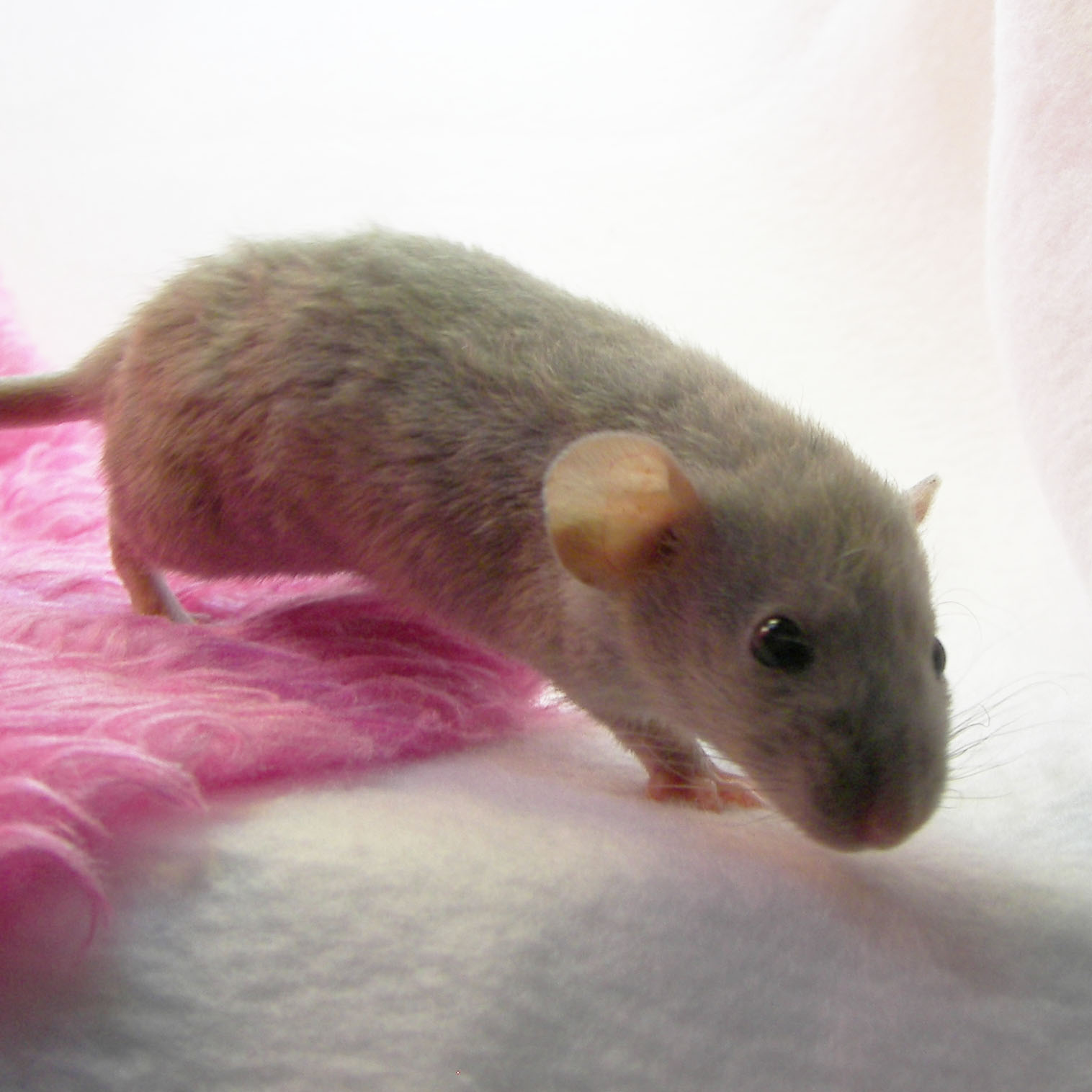 Arizona | Rat Breeder | Raining Rats Rattey