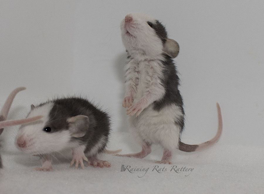 Arizona | Rat Breeder | Raining Rats Rattey