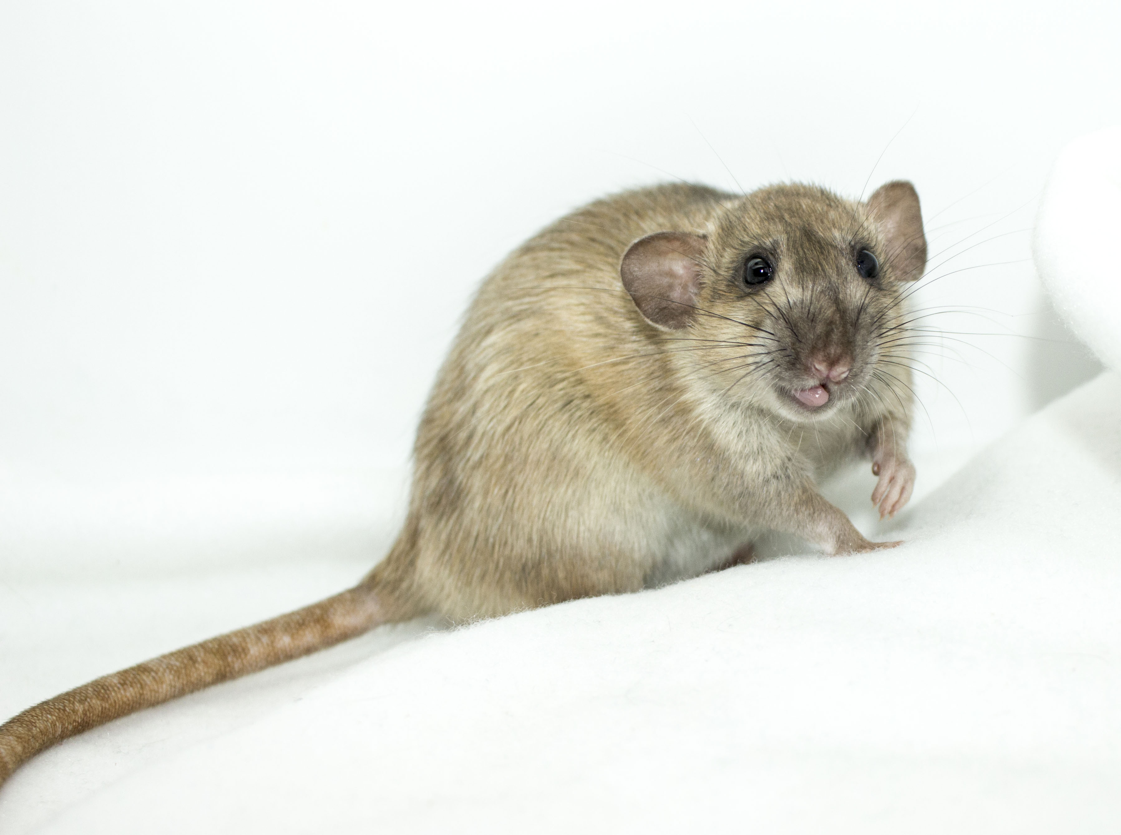 Arizona | Rat Breeder | Raining Rats Rattey