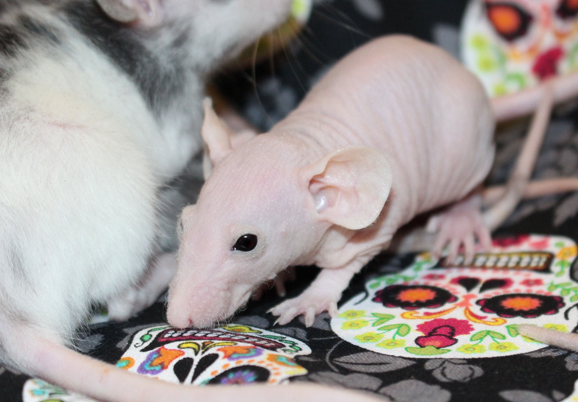 Arizona | Rat Breeder | Raining Rats Rattey