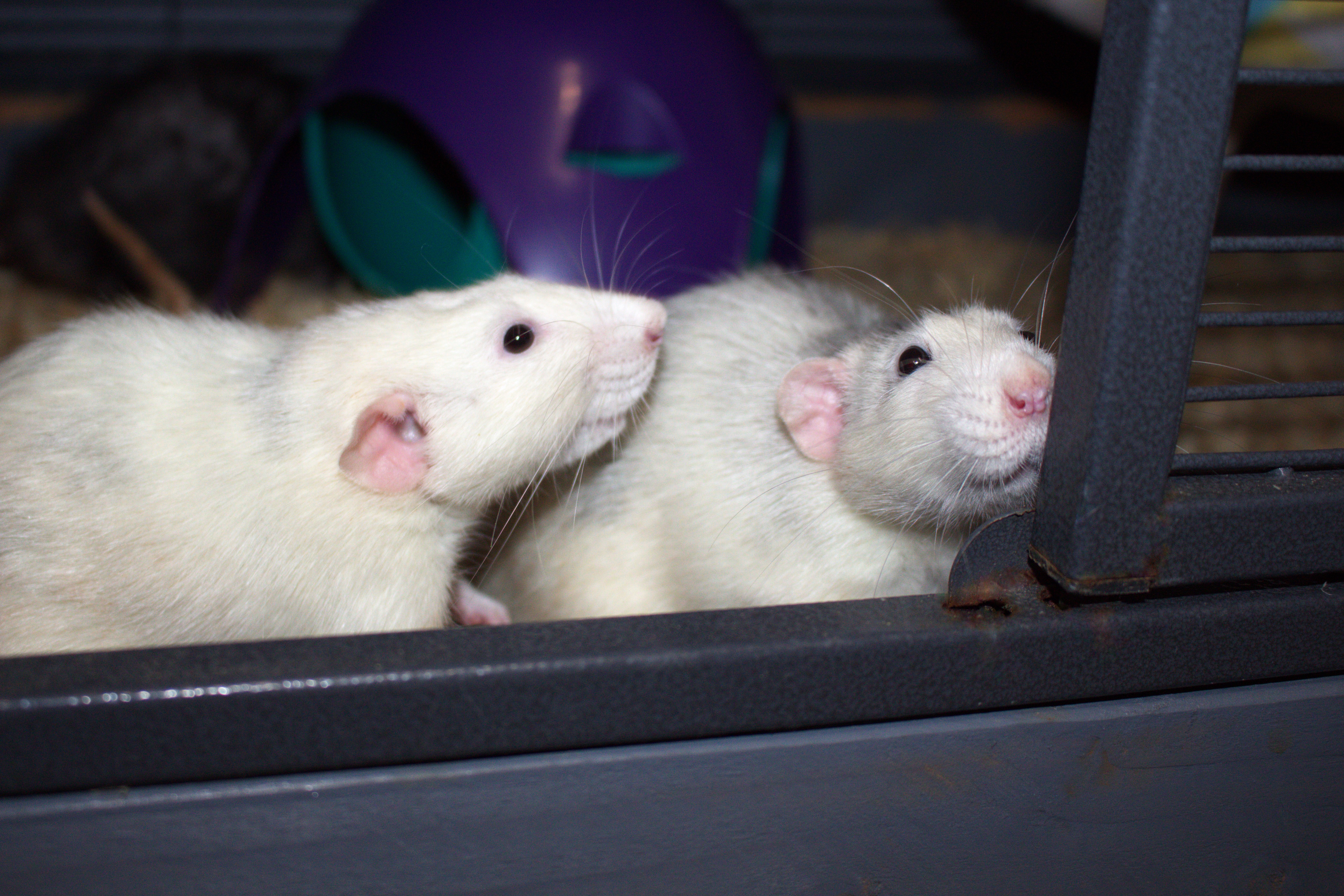 Arizona | Rat Breeder | Raining Rats Rattey