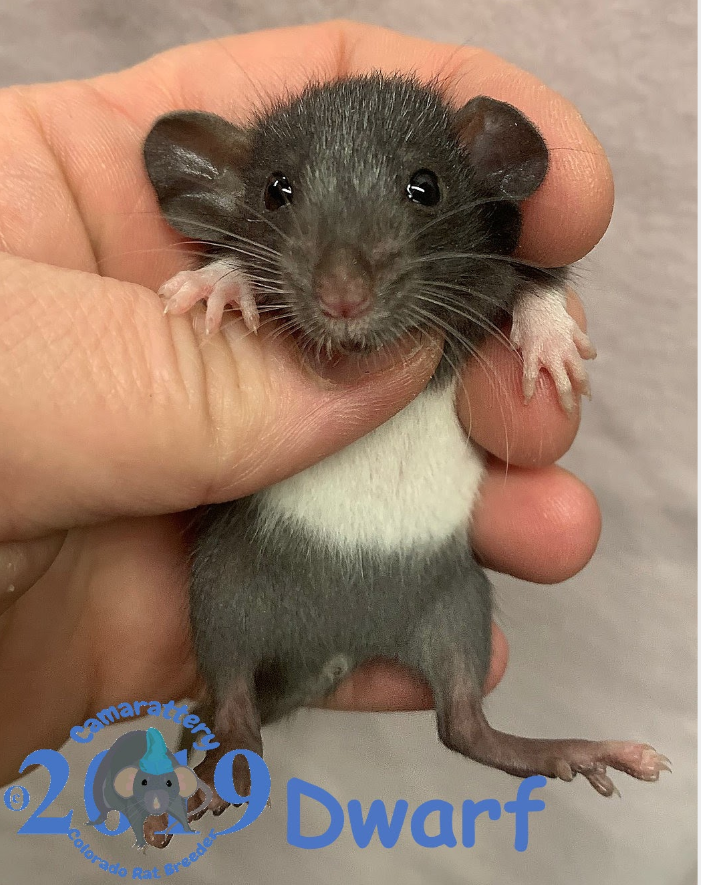 Arizona | Rat Breeder | Raining Rats Rattey