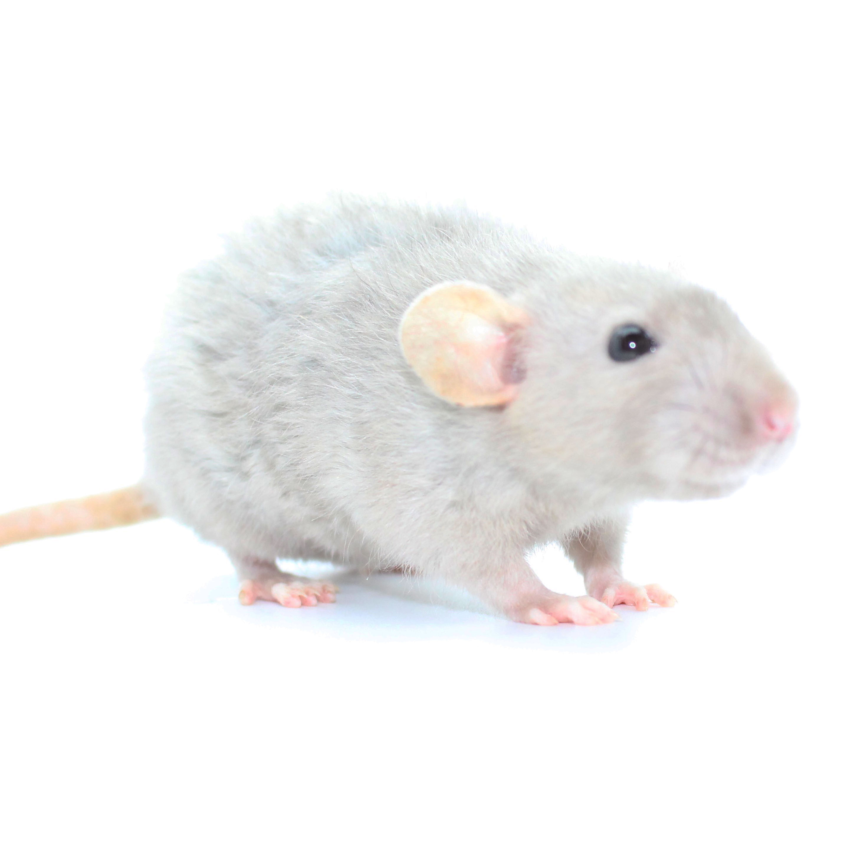 Arizona | Rat Breeder | Raining Rats Rattey