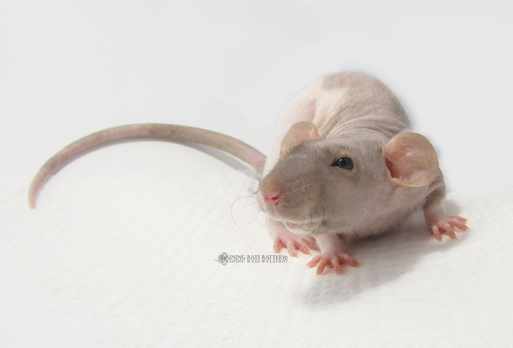 Arizona | Rat Breeder | Raining Rats Rattey