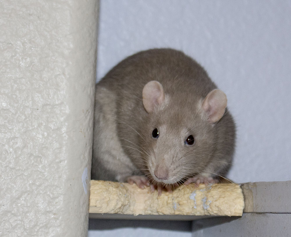 Arizona | Rat Breeder | Raining Rats Rattey