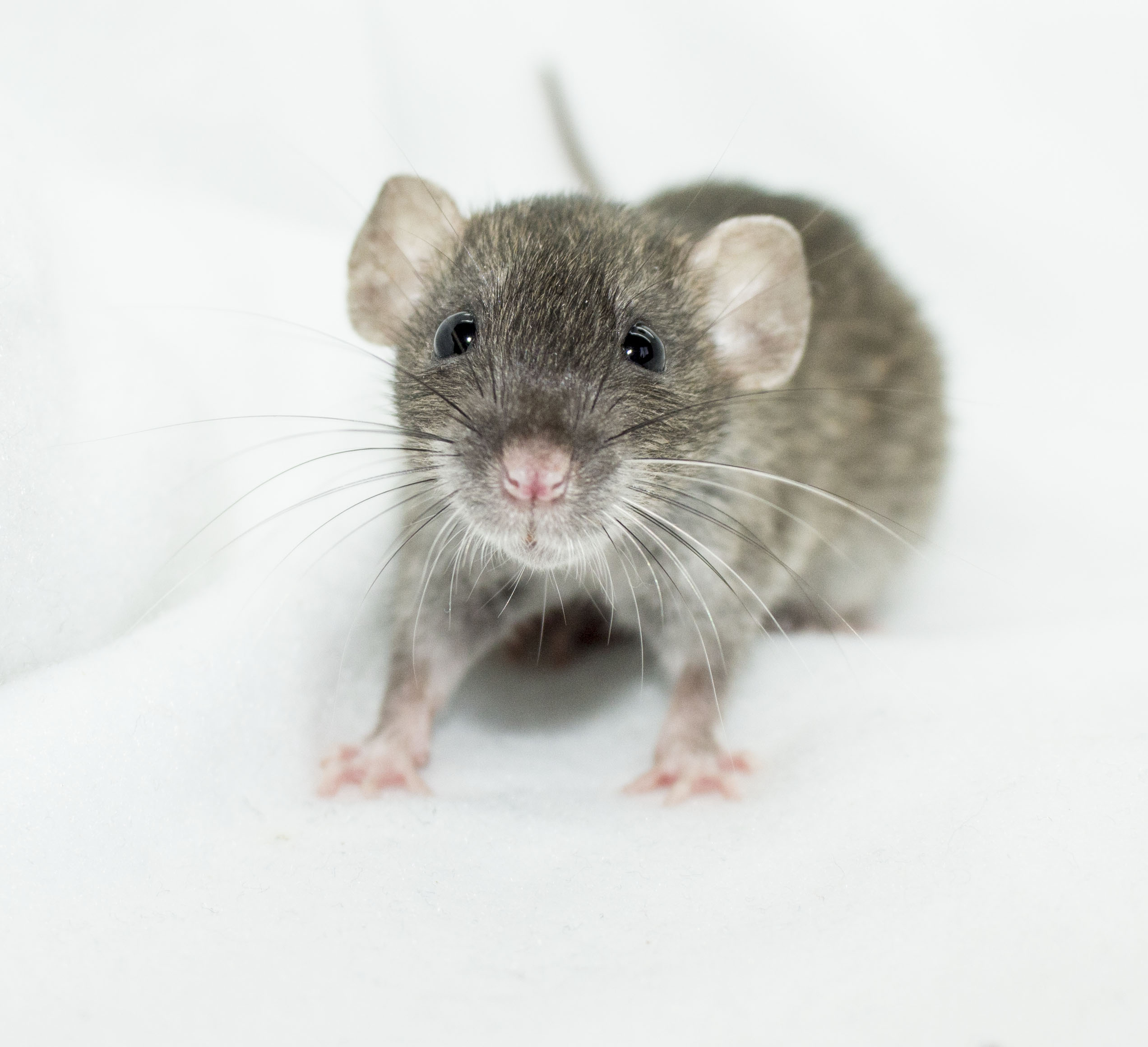 Arizona | Rat Breeder | Raining Rats Rattey