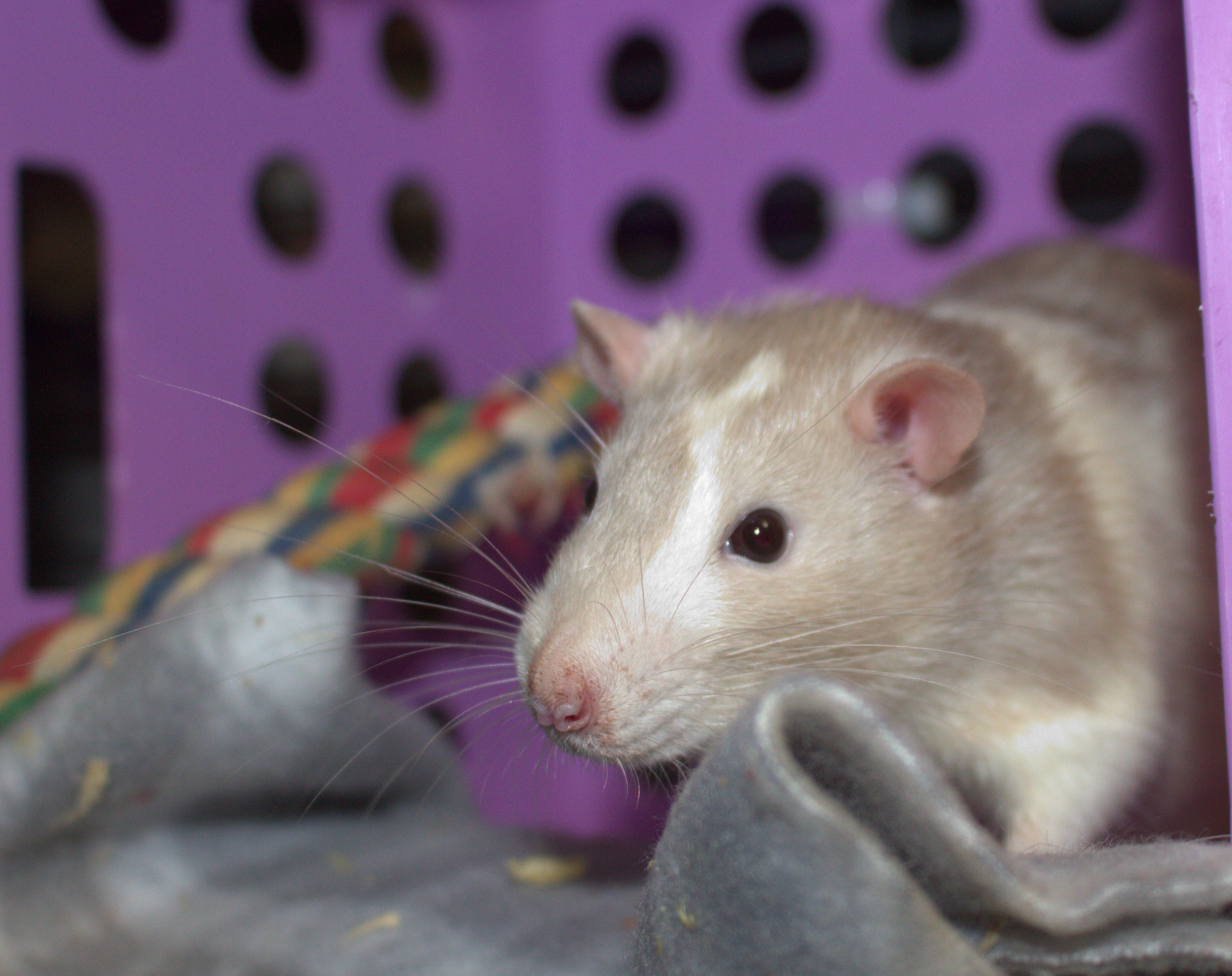 Arizona | Rat Breeder | Raining Rats Rattey