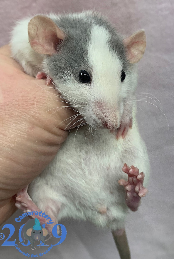 Arizona | Rat Breeder | Raining Rats Rattey
