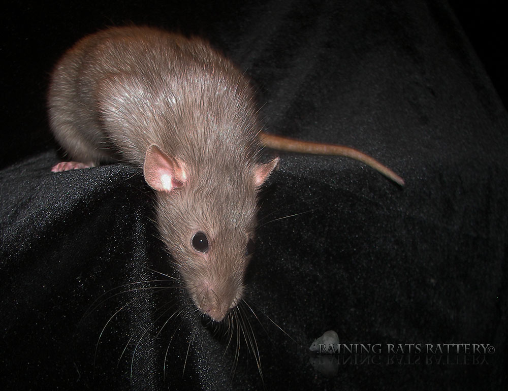 Arizona | Rat Breeder | Raining Rats Rattey