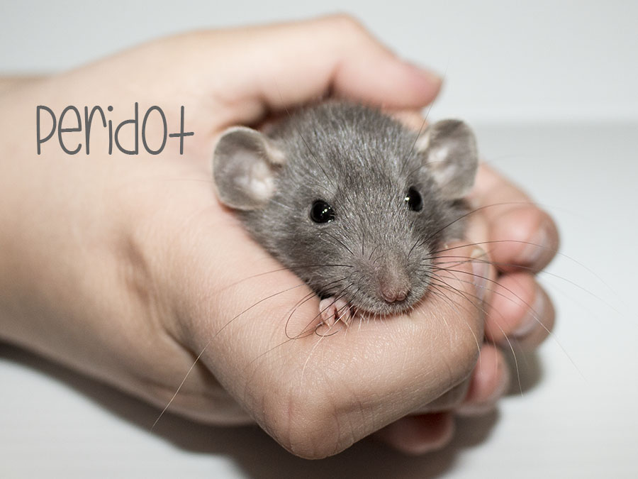 Arizona | Rat Breeder | Raining Rats Rattey