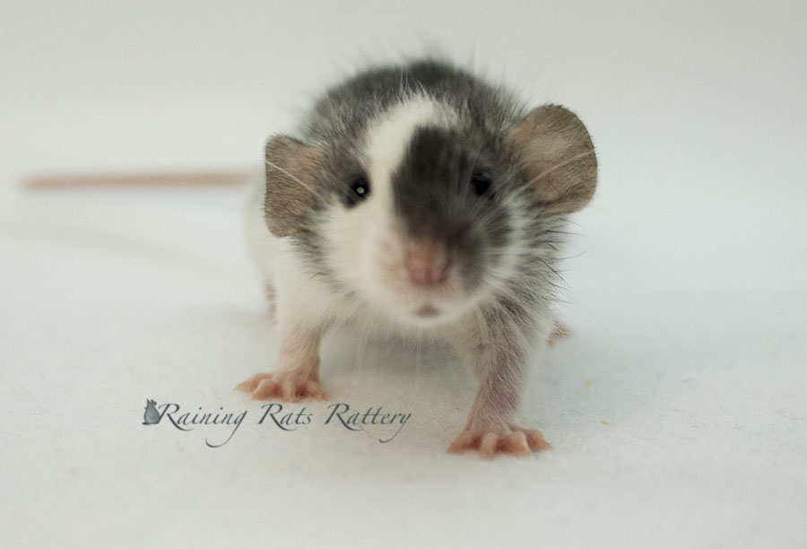 Arizona | Rat Breeder | Raining Rats Rattey