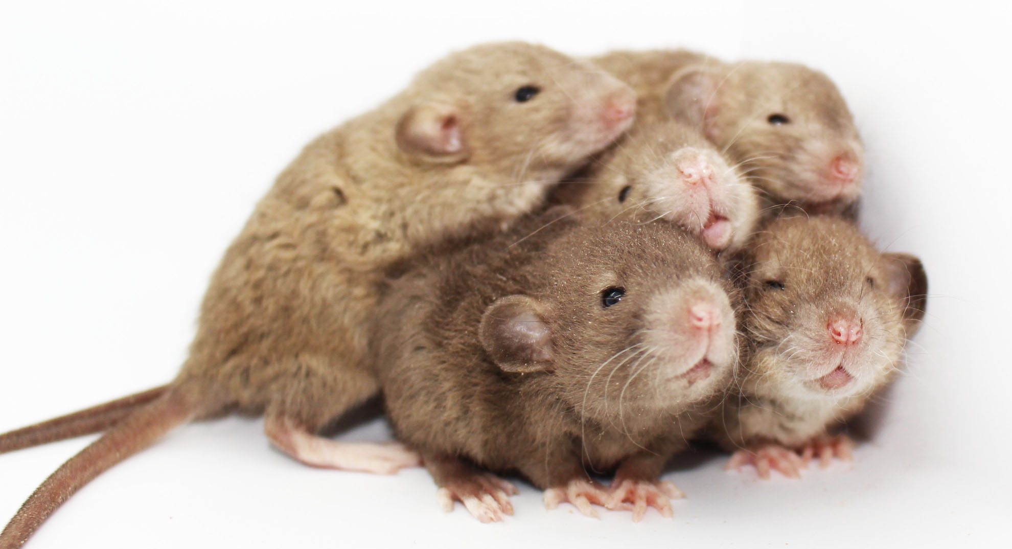 Arizona | Rat Breeder | Raining Rats Rattey