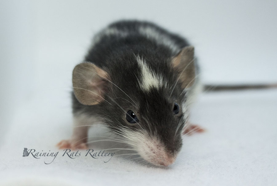 Arizona | Rat Breeder | Raining Rats Rattey