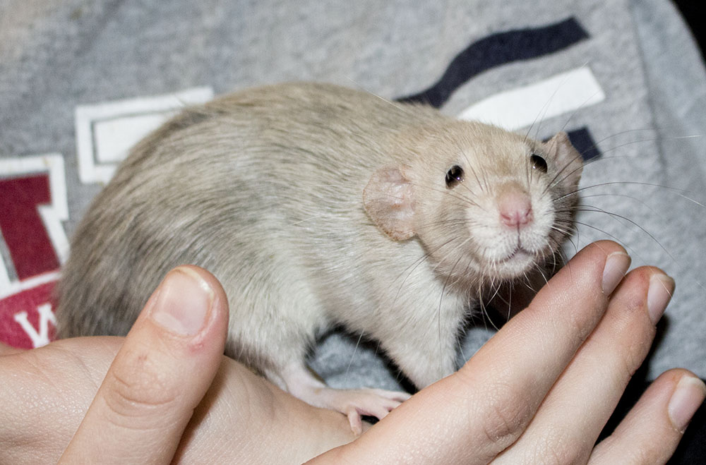 Arizona | Rat Breeder | Raining Rats Rattey
