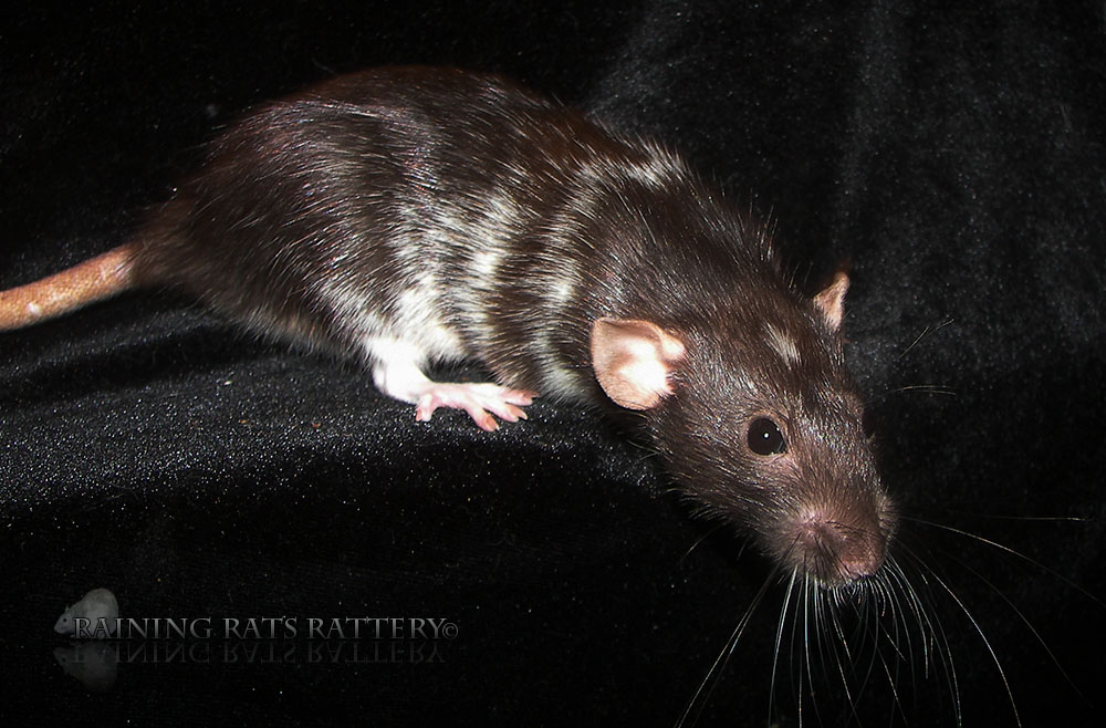 Arizona | Rat Breeder | Raining Rats Rattey