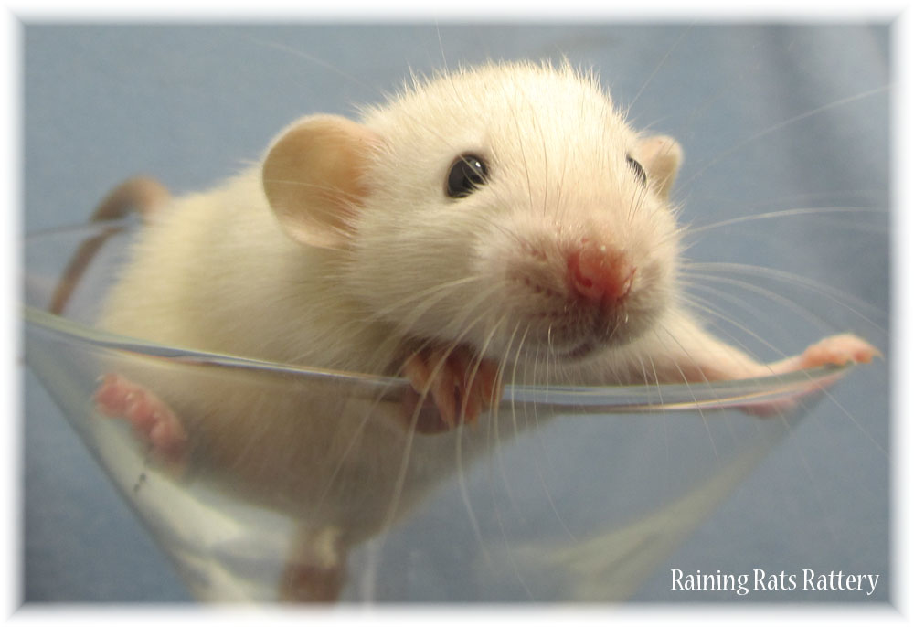 Arizona | Rat Breeder | Raining Rats Rattey