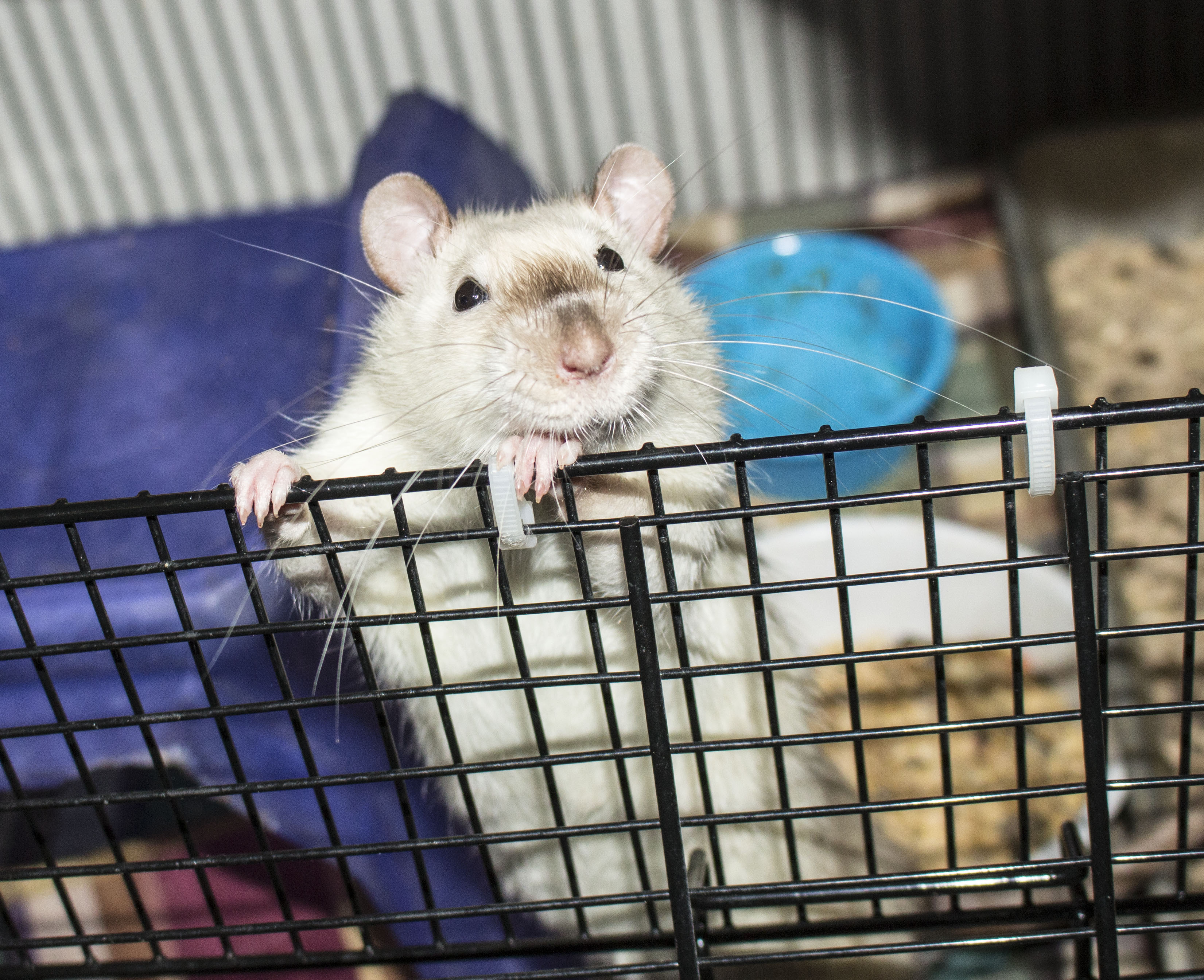 Arizona | Rat Breeder | Raining Rats Rattey
