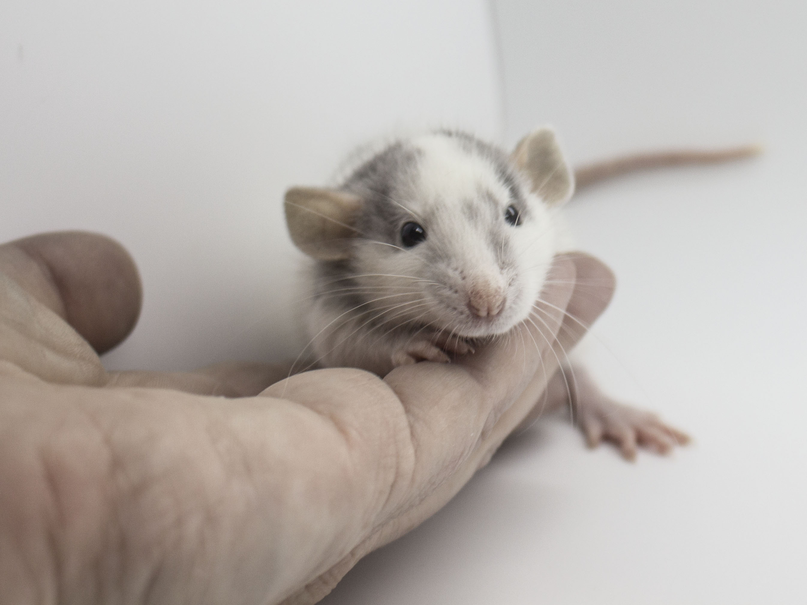 Arizona | Rat Breeder | Raining Rats Rattey