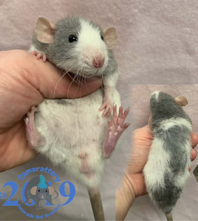 Arizona | Rat Breeder | Raining Rats Rattey